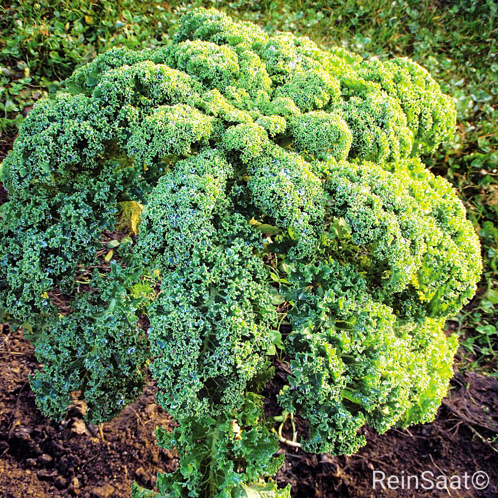 Grünkohl 'Halbhoher Grüner Krauser' - Ackerhelden