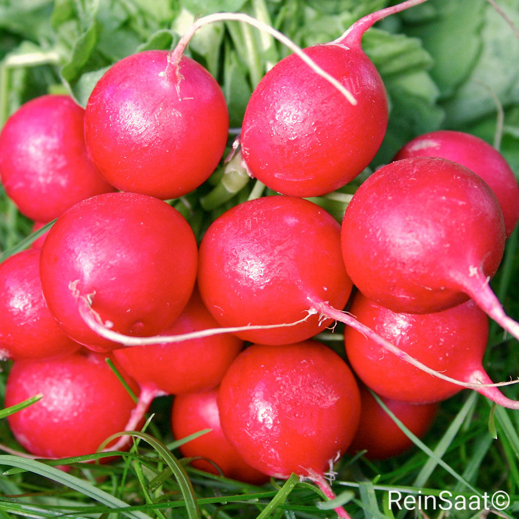 Radies 'Cherry Belle' - Ackerhelden